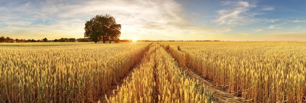 FUELMOTION® Diesel B100 (Biodiesel) nach EN 14214 | FuelMotion®